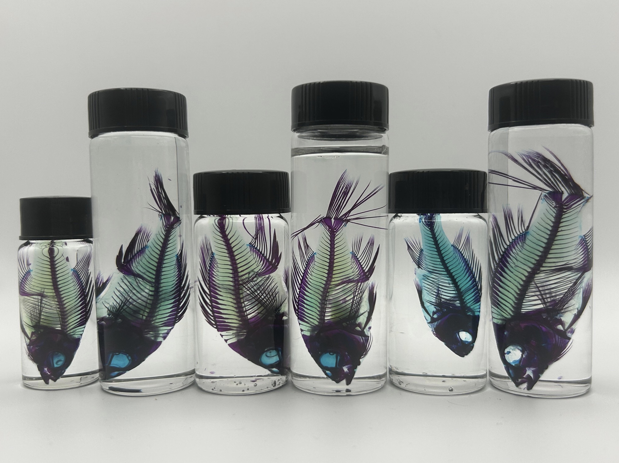 Animals With See-Through Skin: 20 Photos Of Diaphonization | eBaum's World