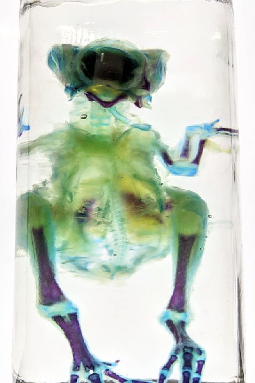 Animals With See-Through Skin: 20 Photos Of Diaphonization | eBaum's World