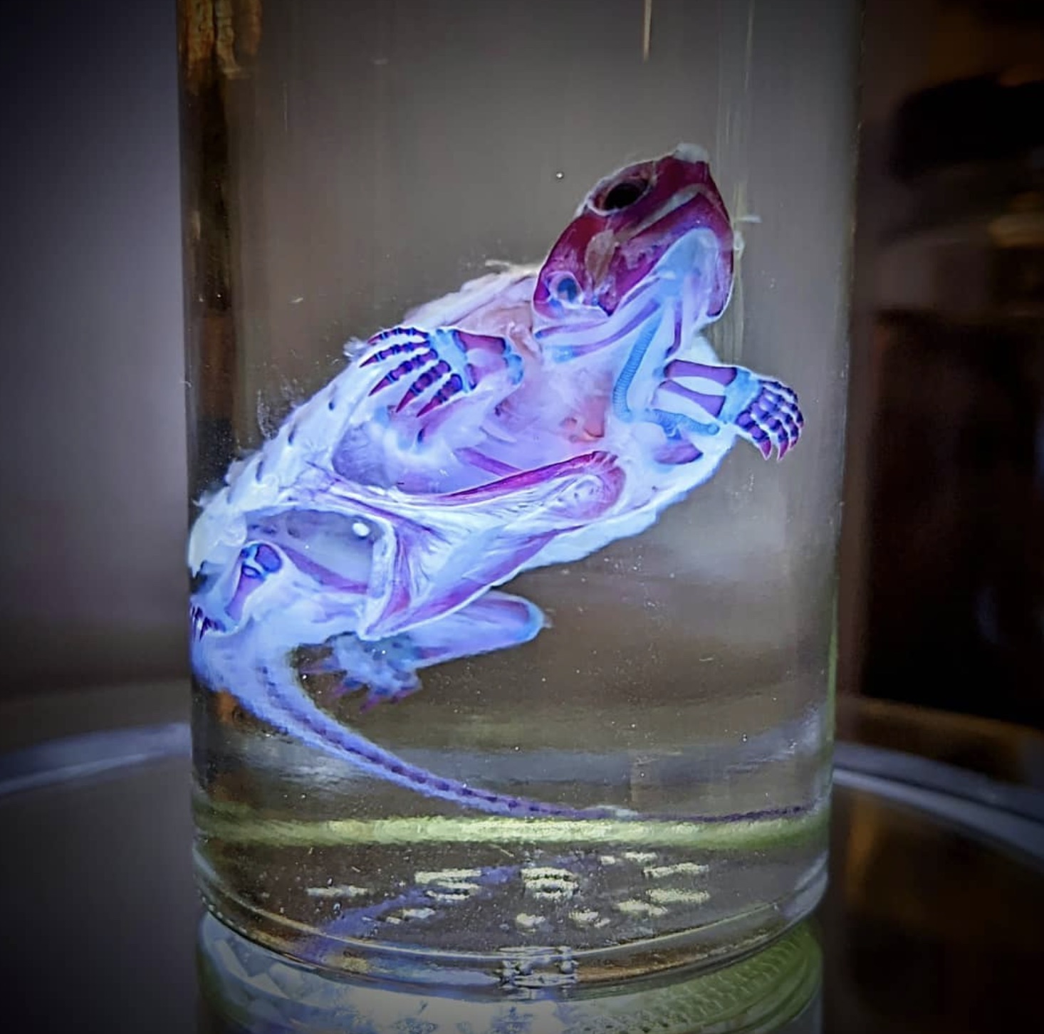 Animals With See-Through Skin: 20 Photos Of Diaphonization | eBaum's World