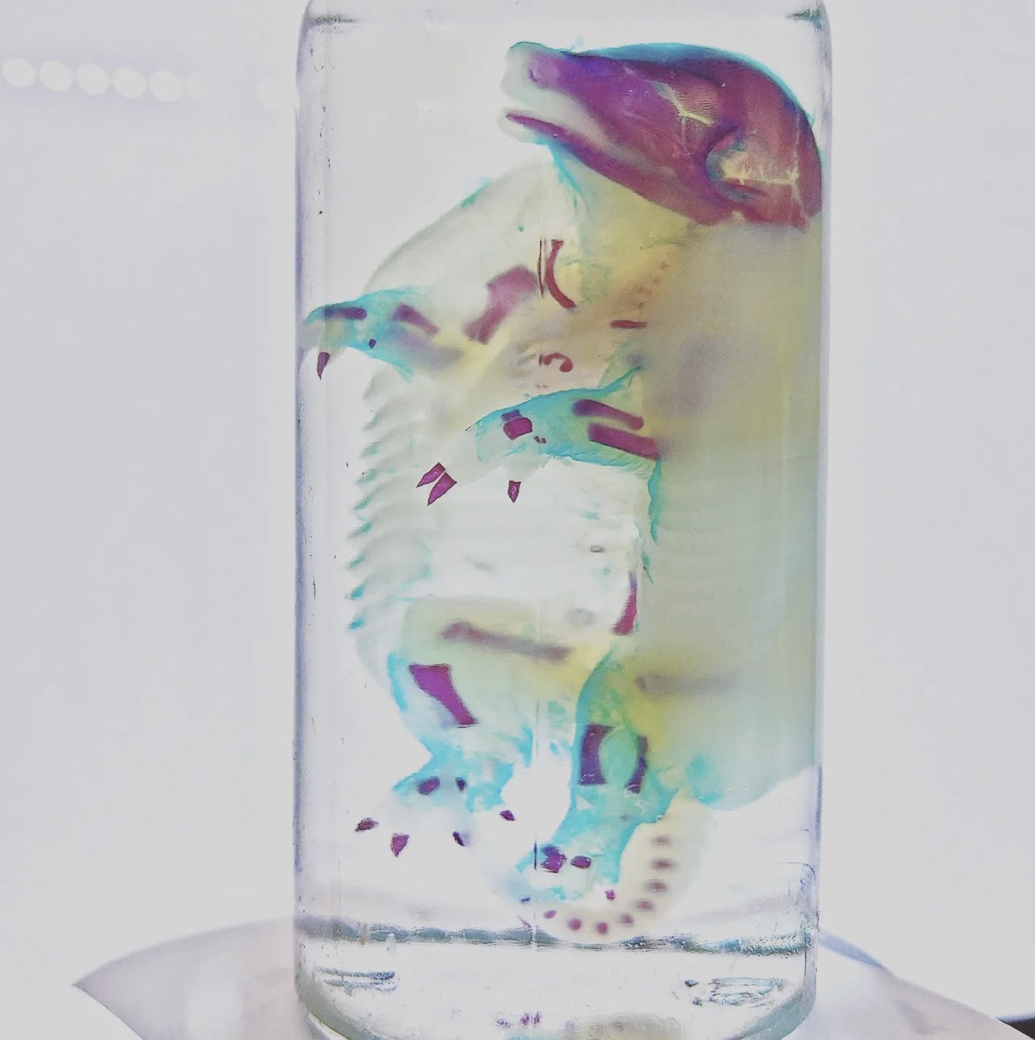 Animals With See-Through Skin: 20 Photos Of Diaphonization | eBaum's World