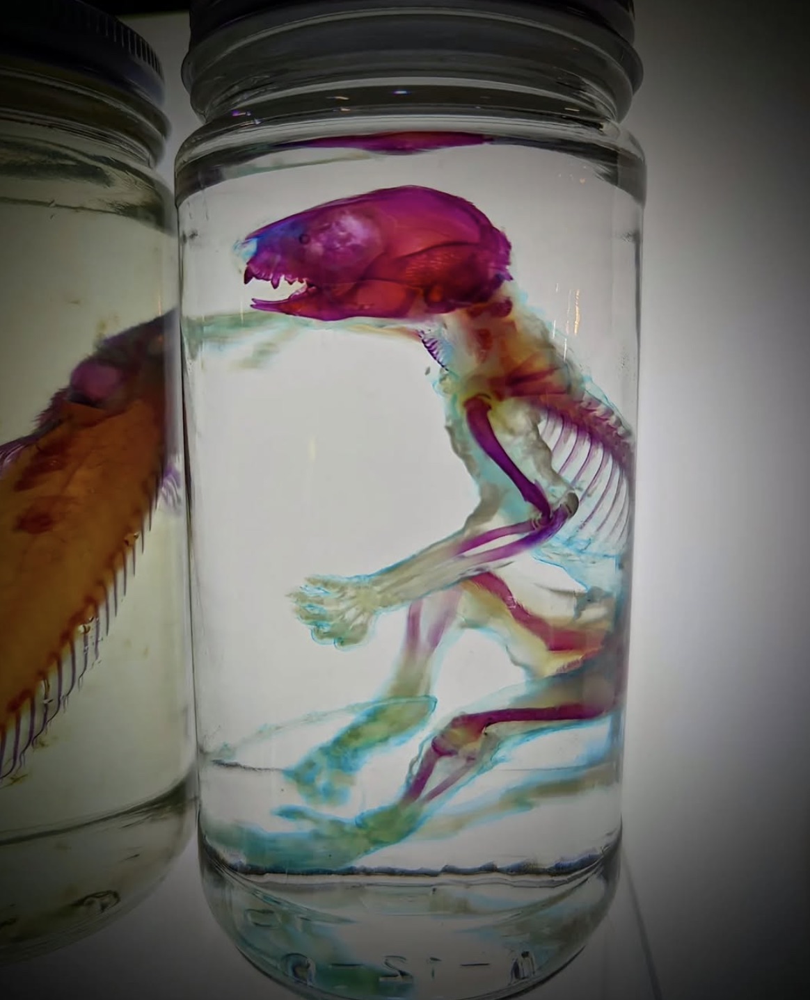 Animals With See-Through Skin: 20 Photos Of Diaphonization | eBaum's World