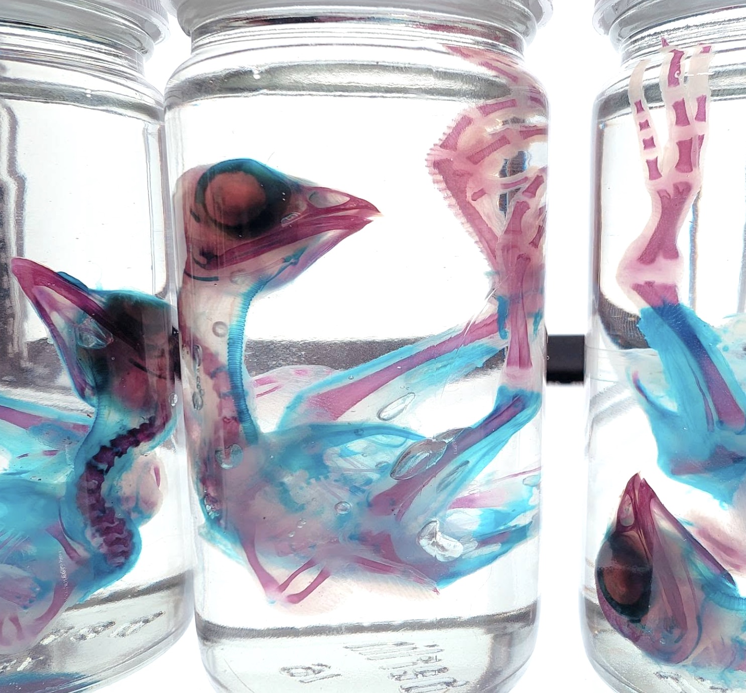 Animals With See-Through Skin: 20 Photos Of Diaphonization | eBaum's World