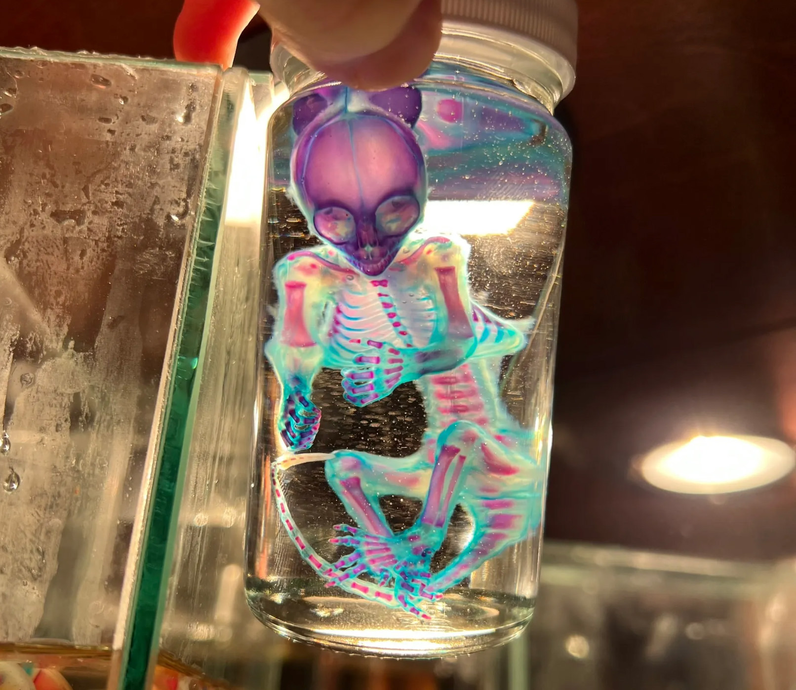 Animals With See-Through Skin: 20 Photos Of Diaphonization | eBaum's World