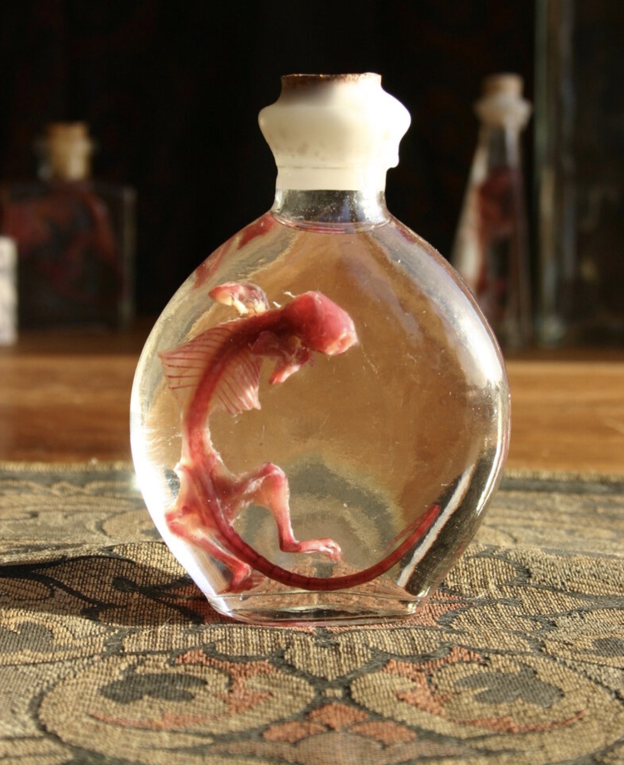 Animals With See-Through Skin: 20 Photos Of Diaphonization | eBaum's World