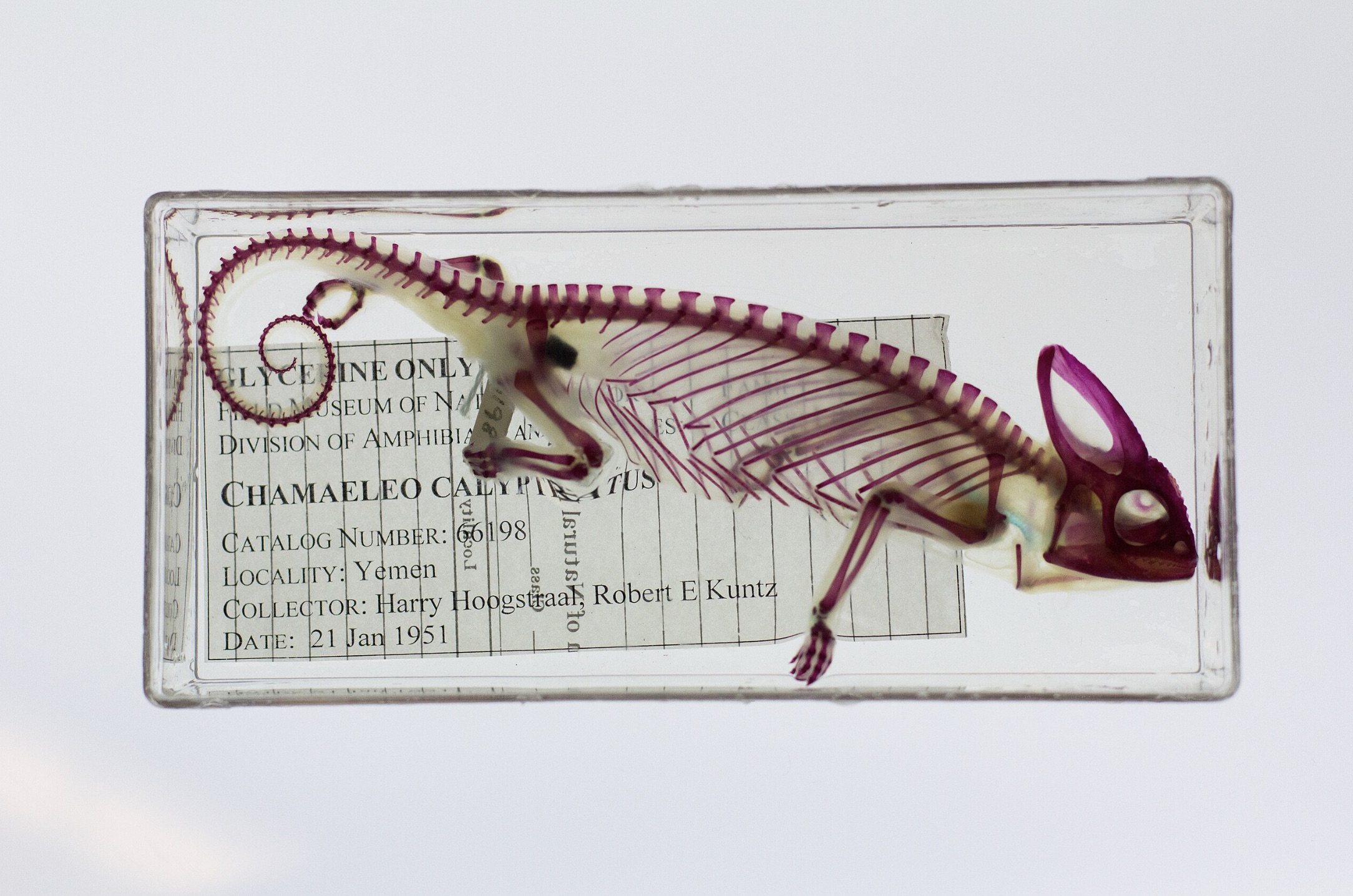 Animals With See-Through Skin: 20 Photos Of Diaphonization | eBaum's World