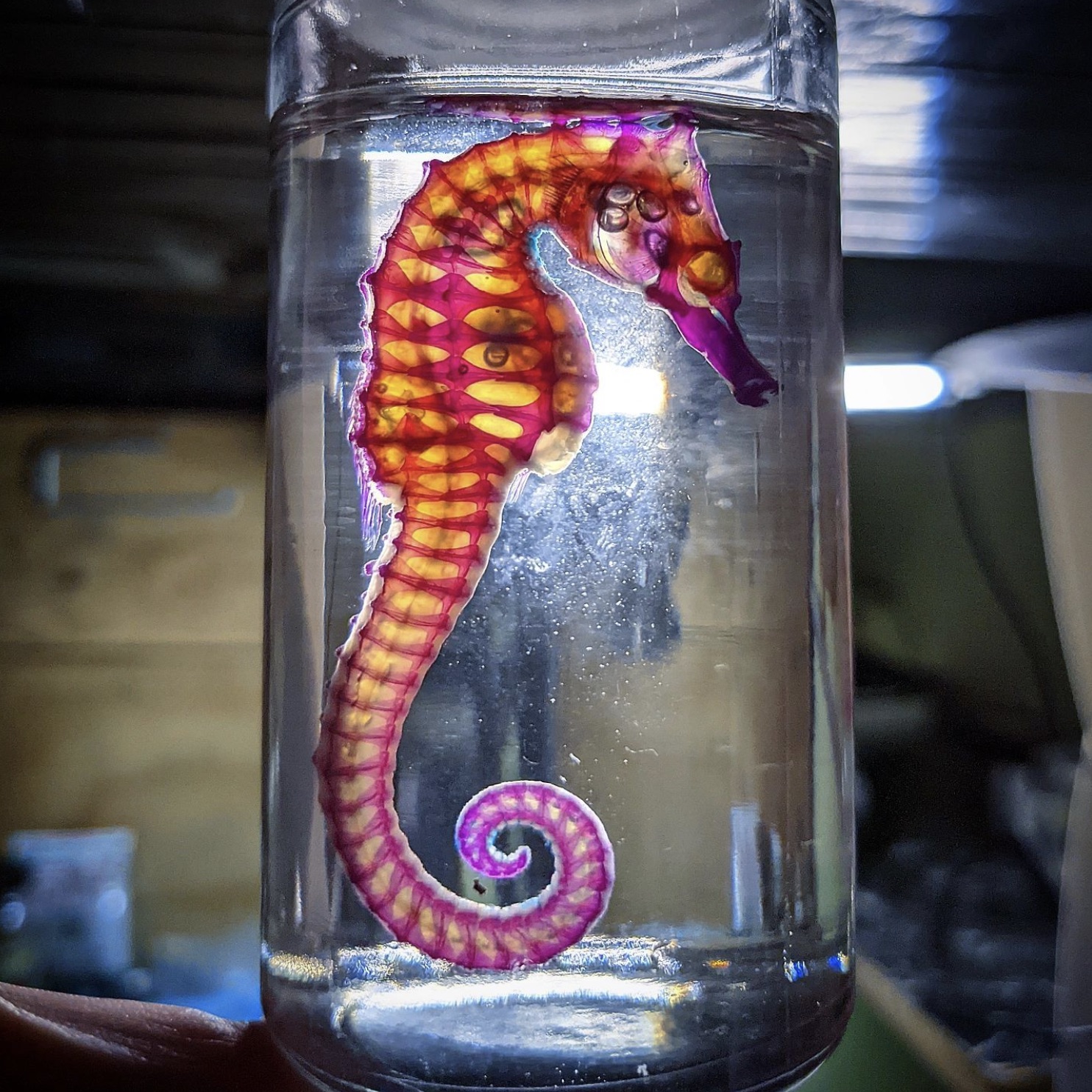 Animals With See-Through Skin: 20 Photos Of Diaphonization | eBaum's World