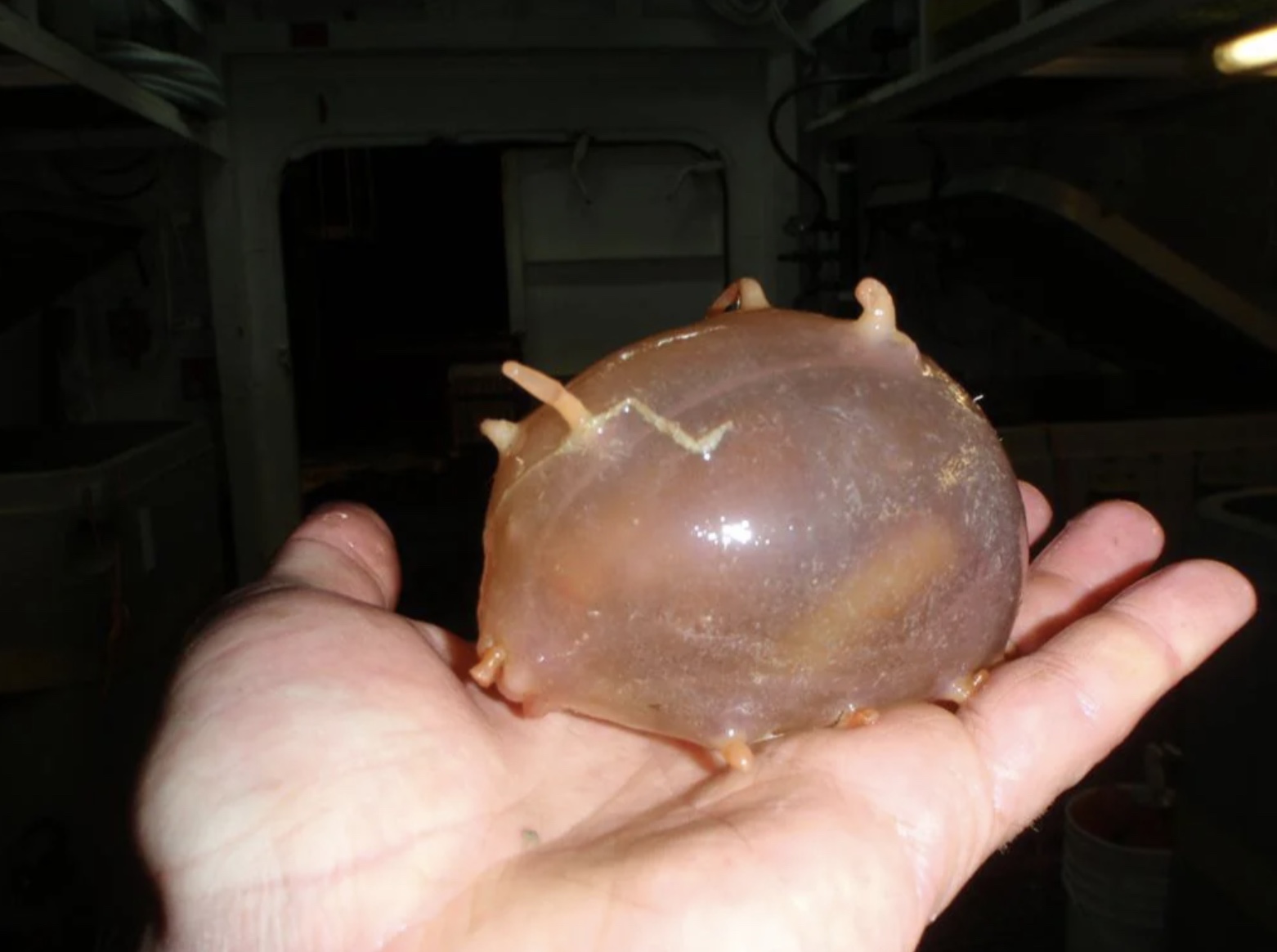 Creatures From Deep That Are, But Aren't of This World | eBaum's World