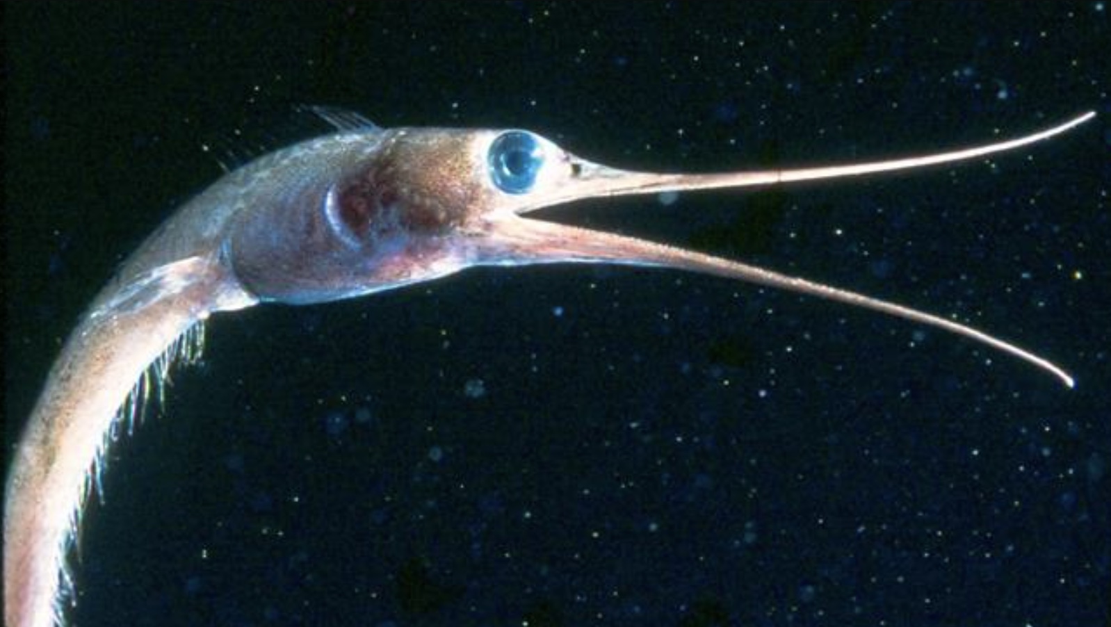 Creatures From Deep That Are, But Aren't of This World | eBaum's World