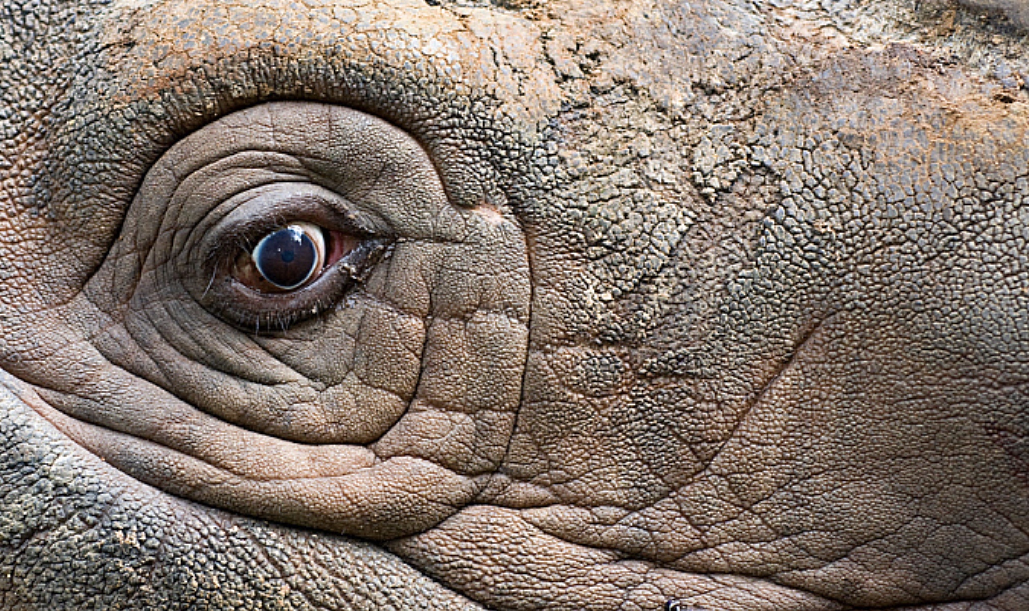 Close-Ups of the Animal Kingdom's Craziest Eyes | eBaum's World