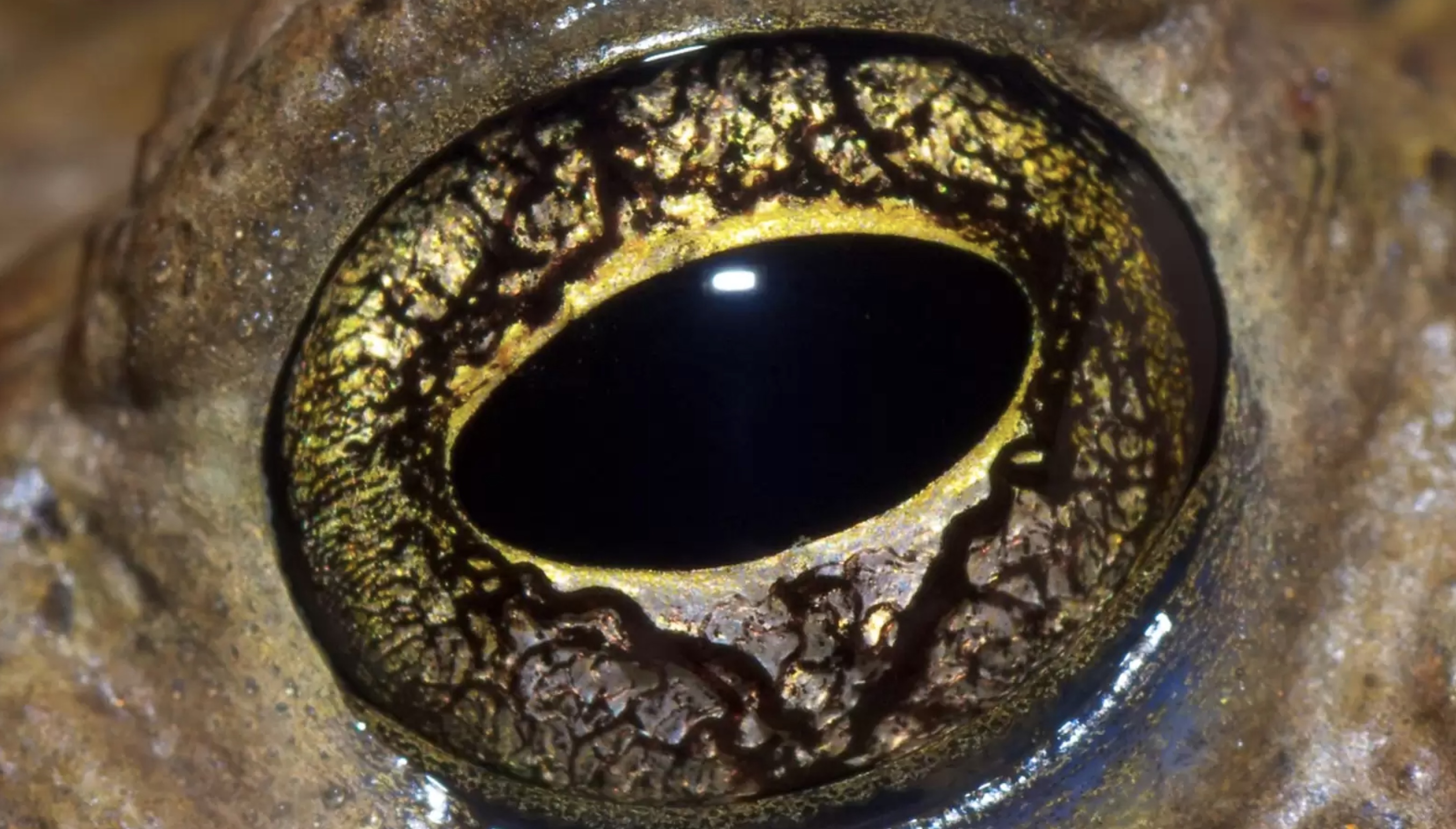 Close-Ups of the Animal Kingdom's Craziest Eyes | eBaum's World