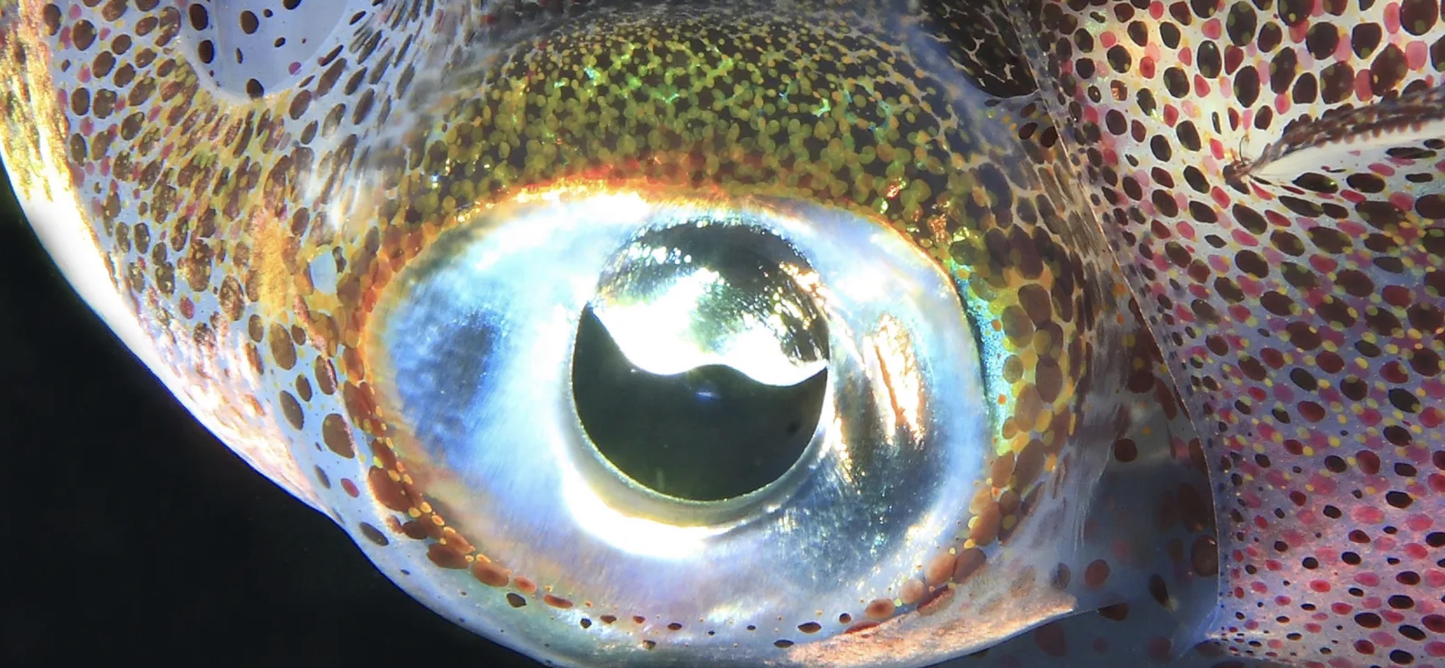 Close-Ups of the Animal Kingdom's Craziest Eyes | eBaum's World