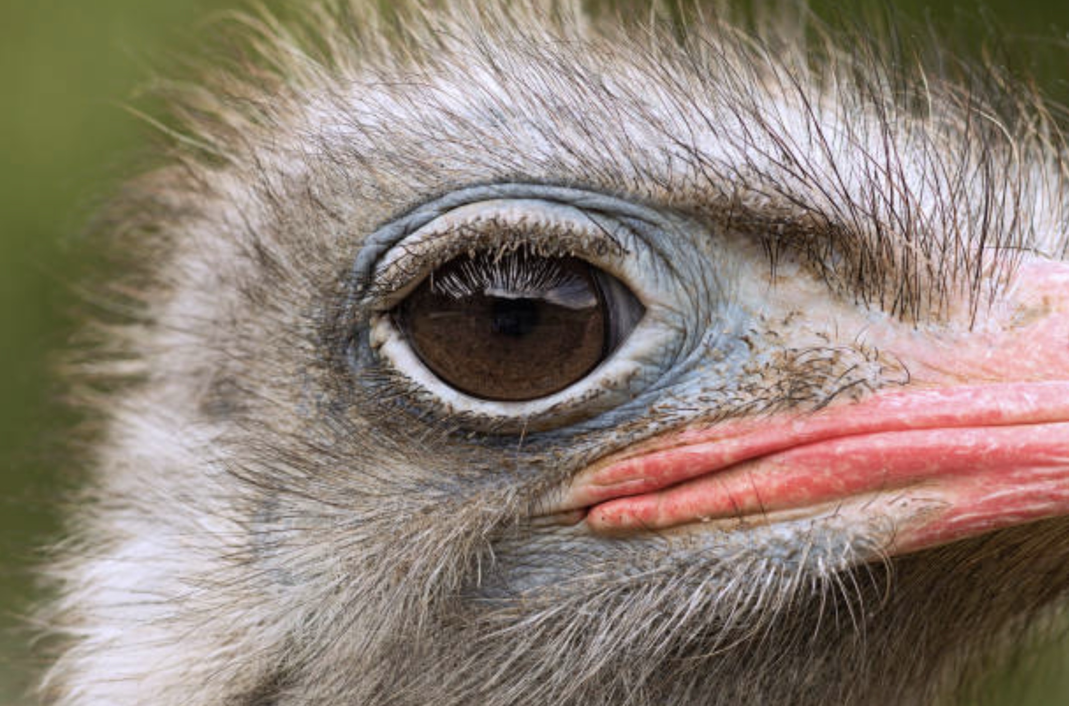 Close-Ups of the Animal Kingdom's Craziest Eyes | eBaum's World