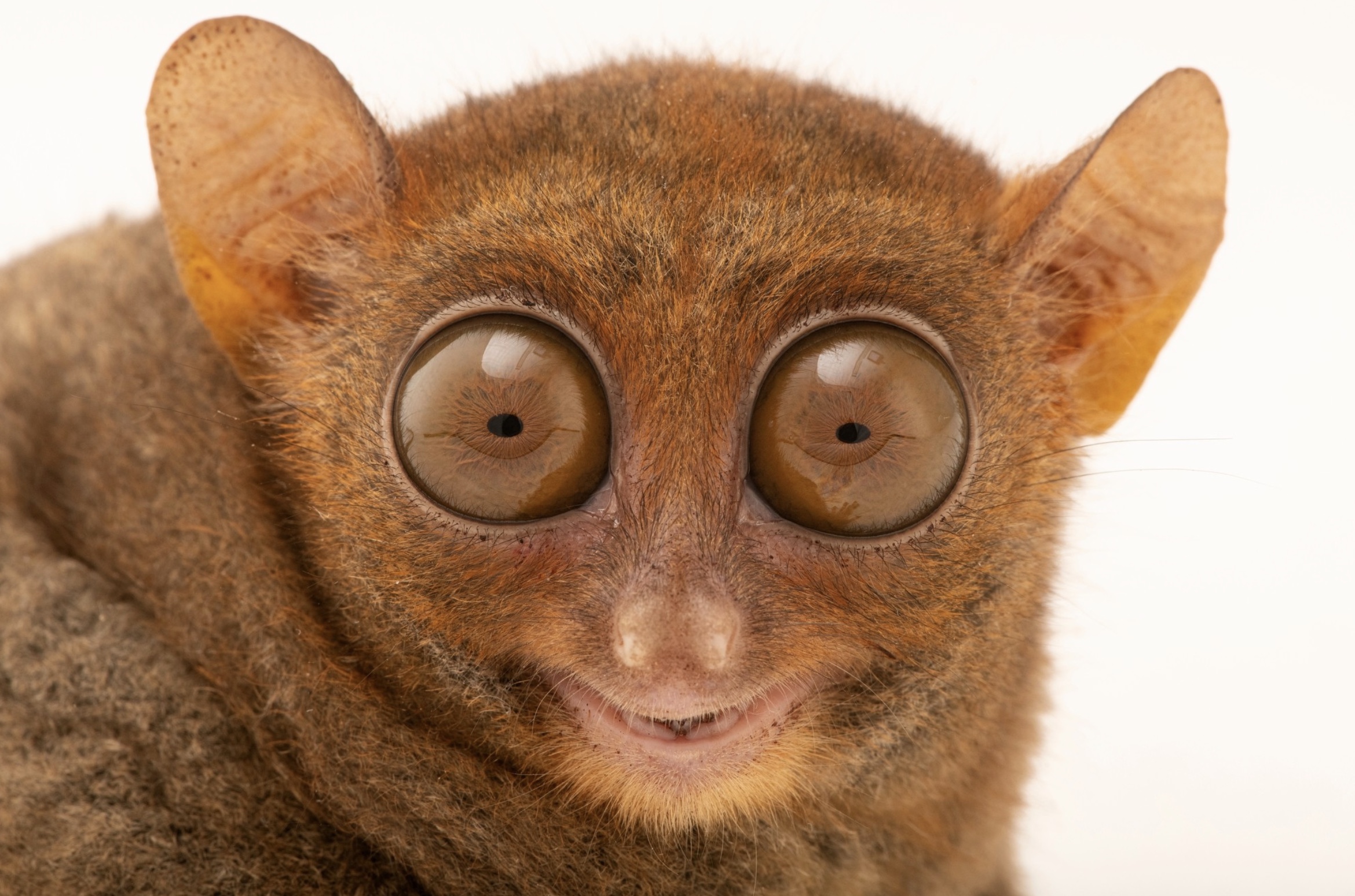 Close-Ups of the Animal Kingdom's Craziest Eyes | eBaum's World