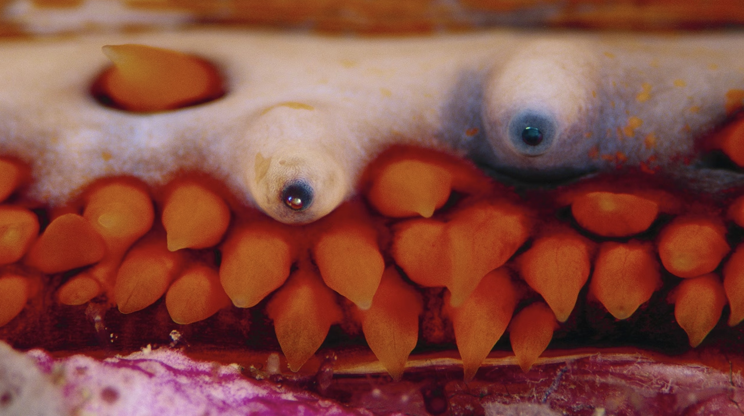 Close-Ups of the Animal Kingdom's Craziest Eyes | eBaum's World