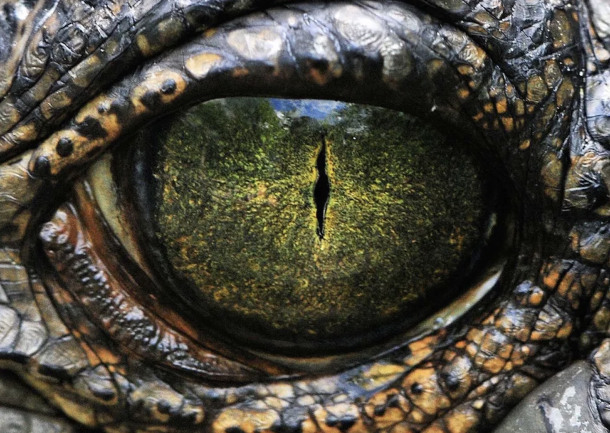 Close-Ups of the Animal Kingdom's Craziest Eyes | eBaum's World