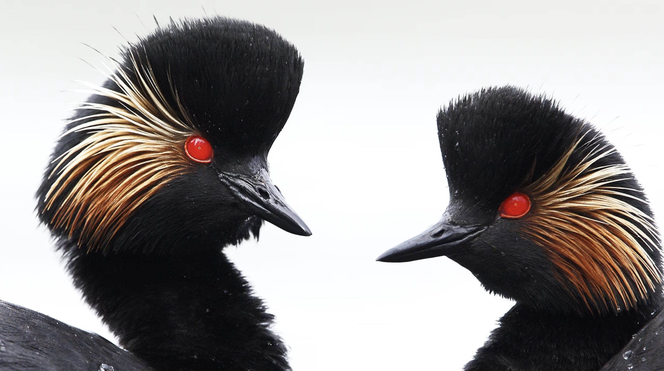 Close-Ups of the Animal Kingdom's Craziest Eyes | eBaum's World