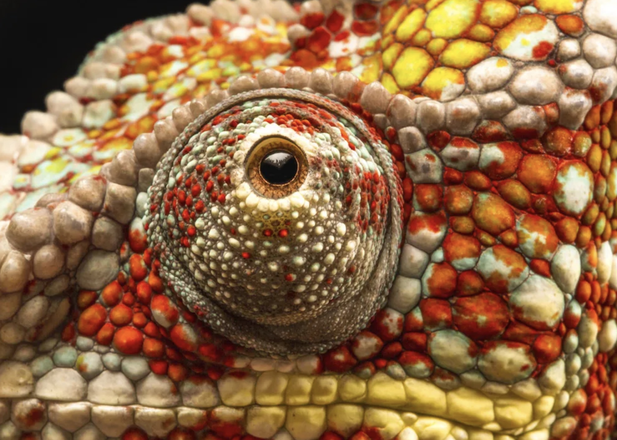 Close-Ups of the Animal Kingdom's Craziest Eyes | eBaum's World