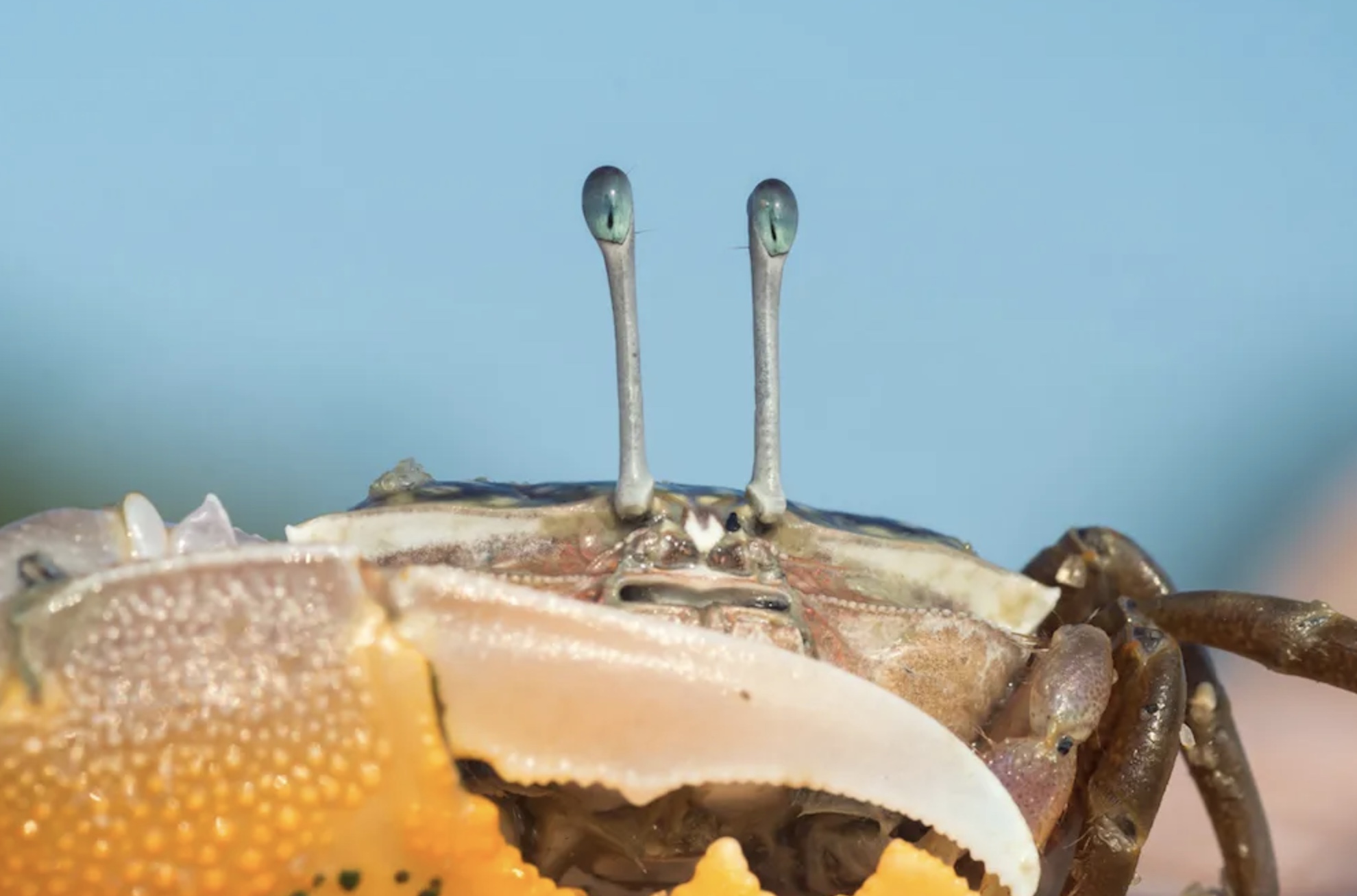 Close-Ups of the Animal Kingdom's Craziest Eyes | eBaum's World
