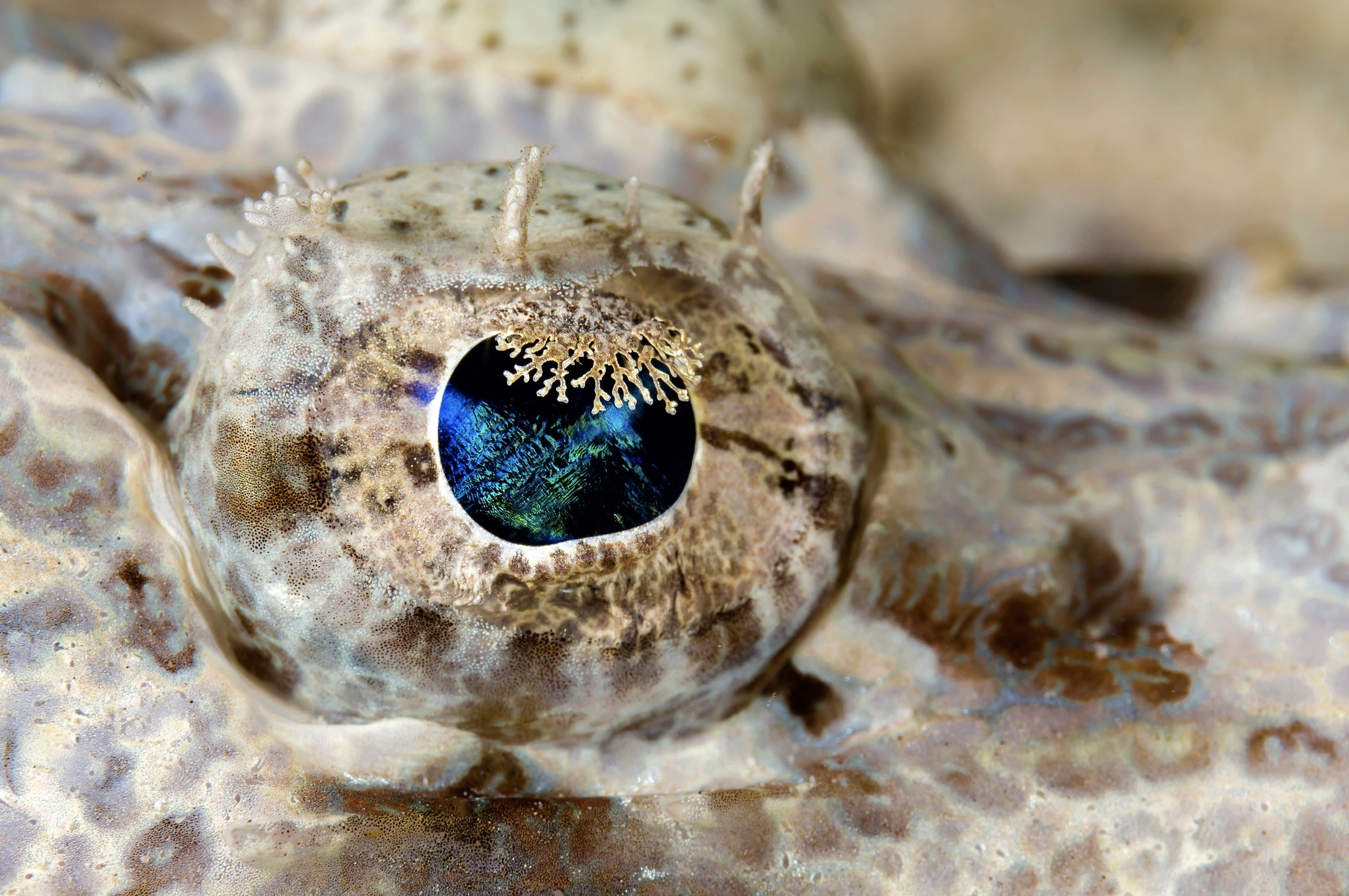 Close-Ups of the Animal Kingdom's Craziest Eyes | eBaum's World
