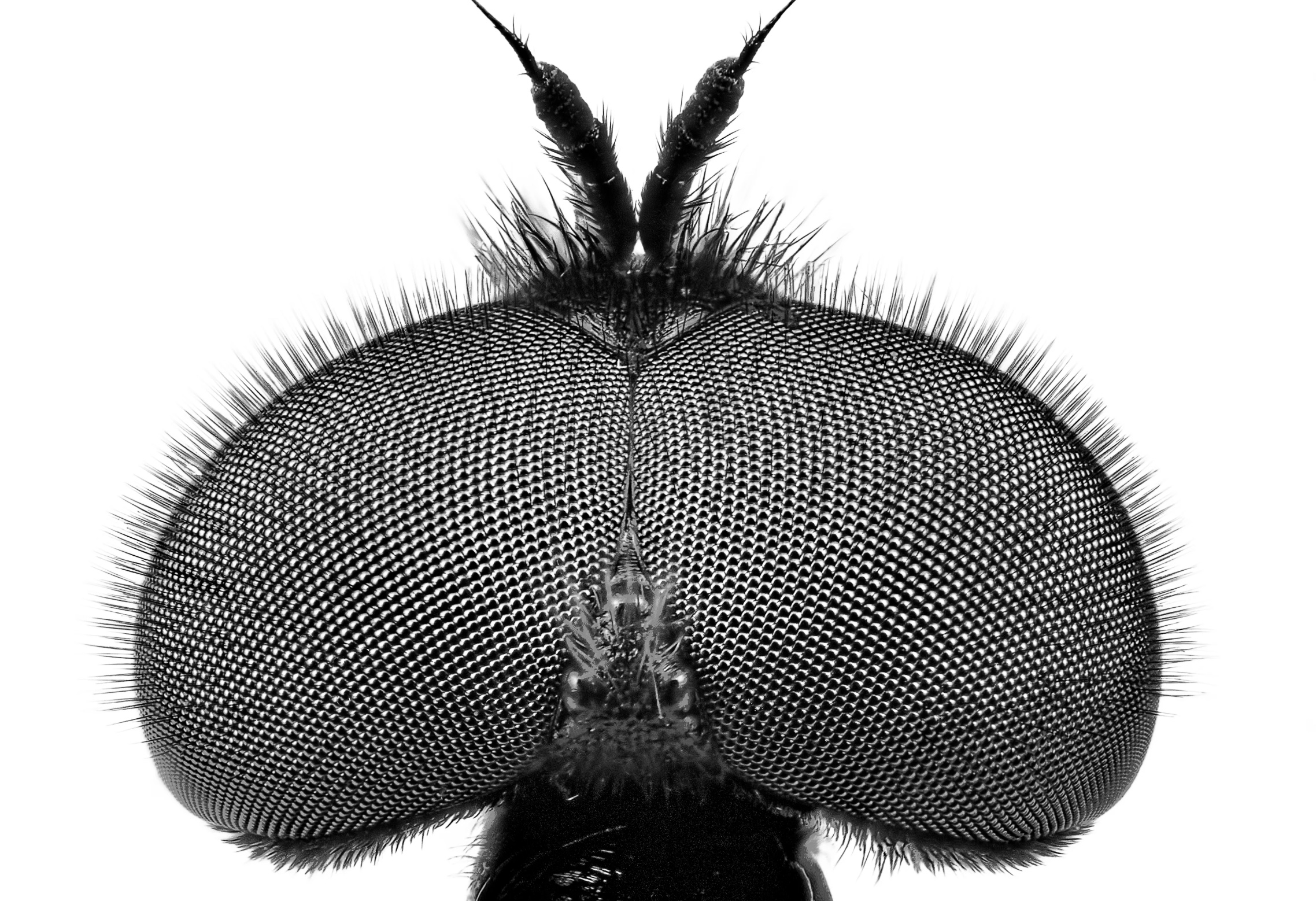 Close-Ups of the Animal Kingdom's Craziest Eyes | eBaum's World