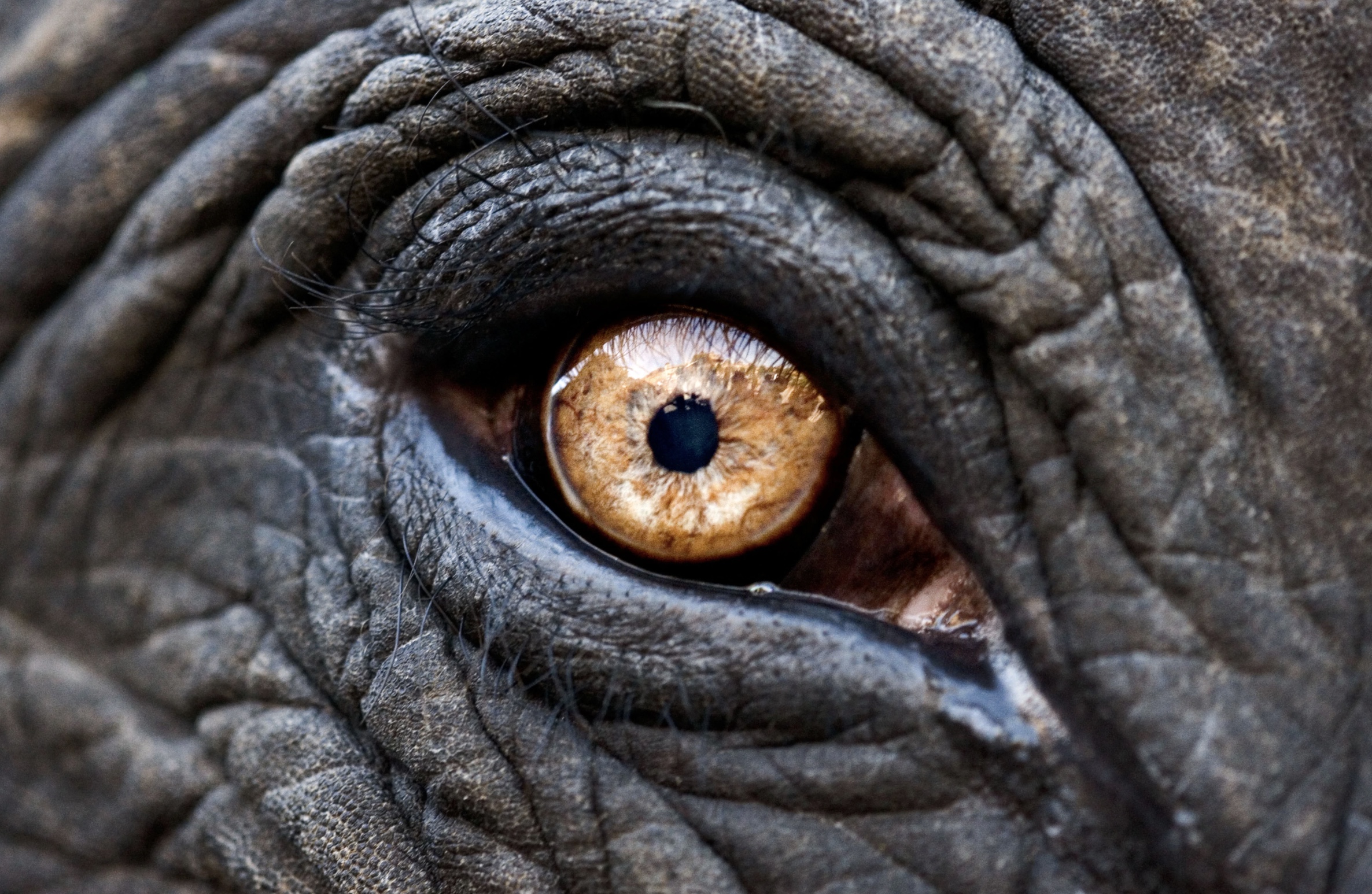 Close-Ups of the Animal Kingdom's Craziest Eyes | eBaum's World