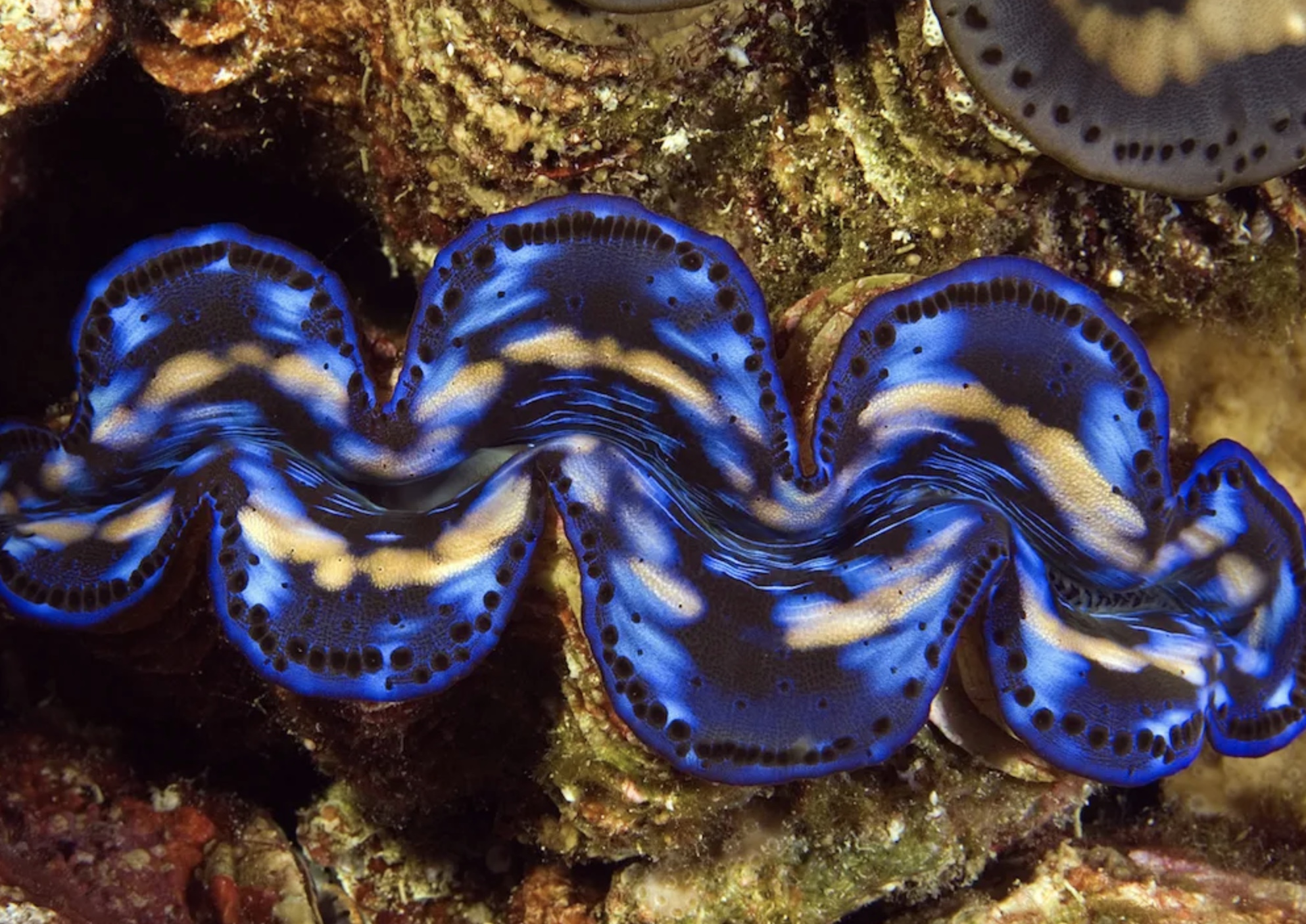 Close-Ups of the Animal Kingdom's Craziest Eyes | eBaum's World