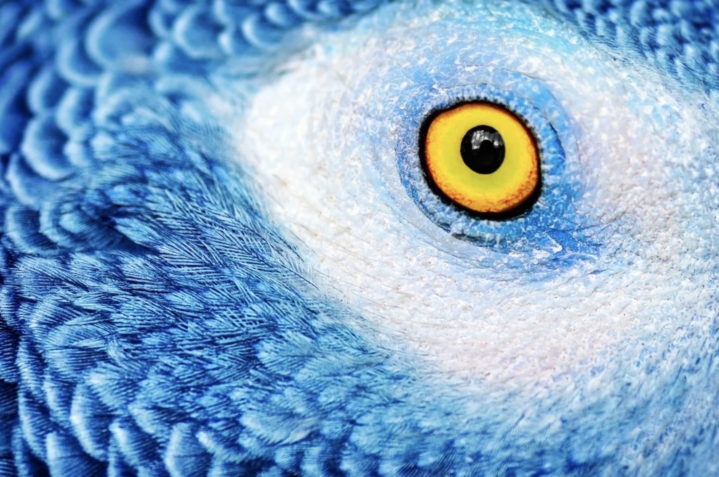 Close-Ups of the Animal Kingdom's Craziest Eyes | eBaum's World