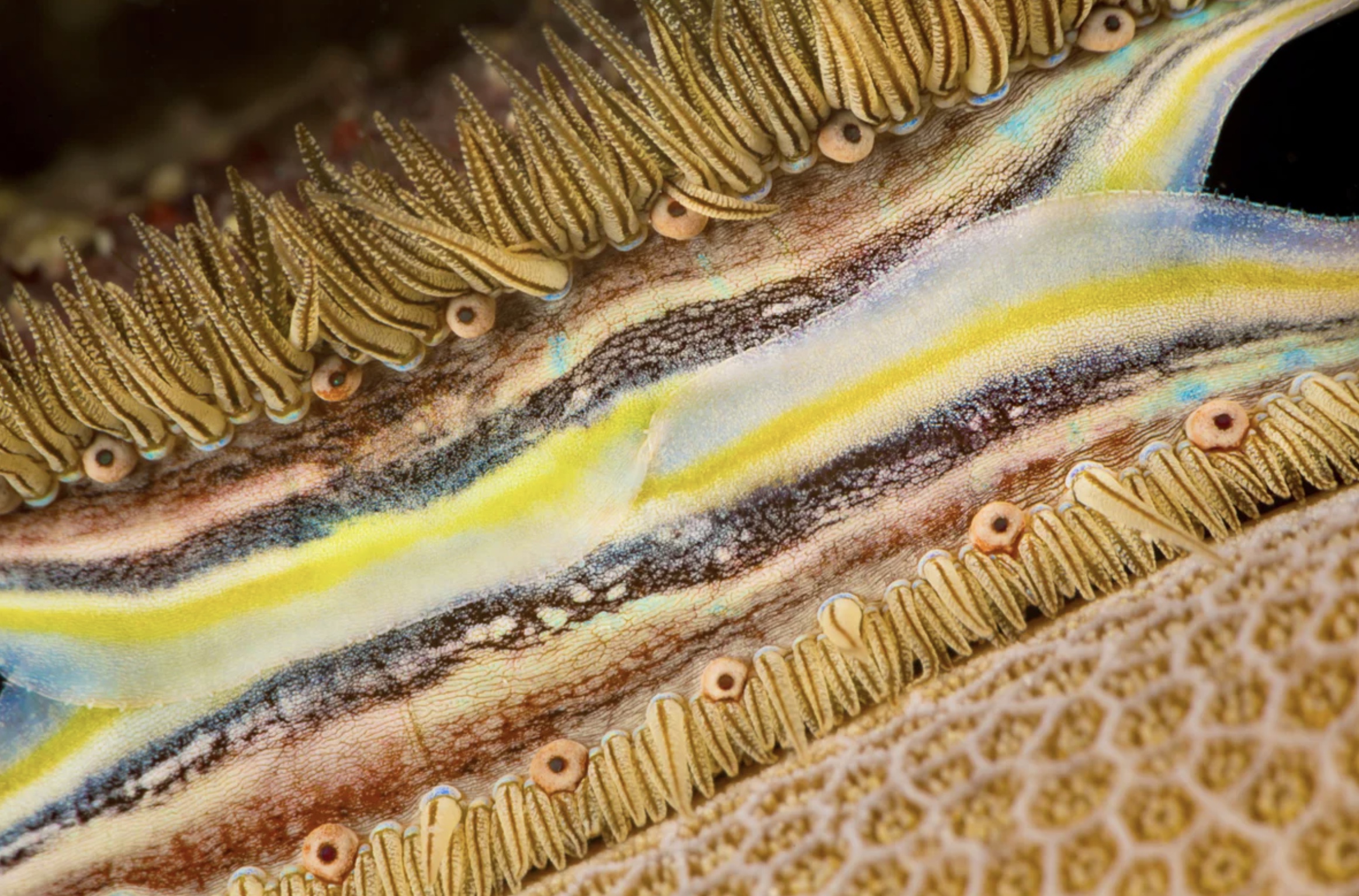 Close-Ups of the Animal Kingdom's Craziest Eyes | eBaum's World
