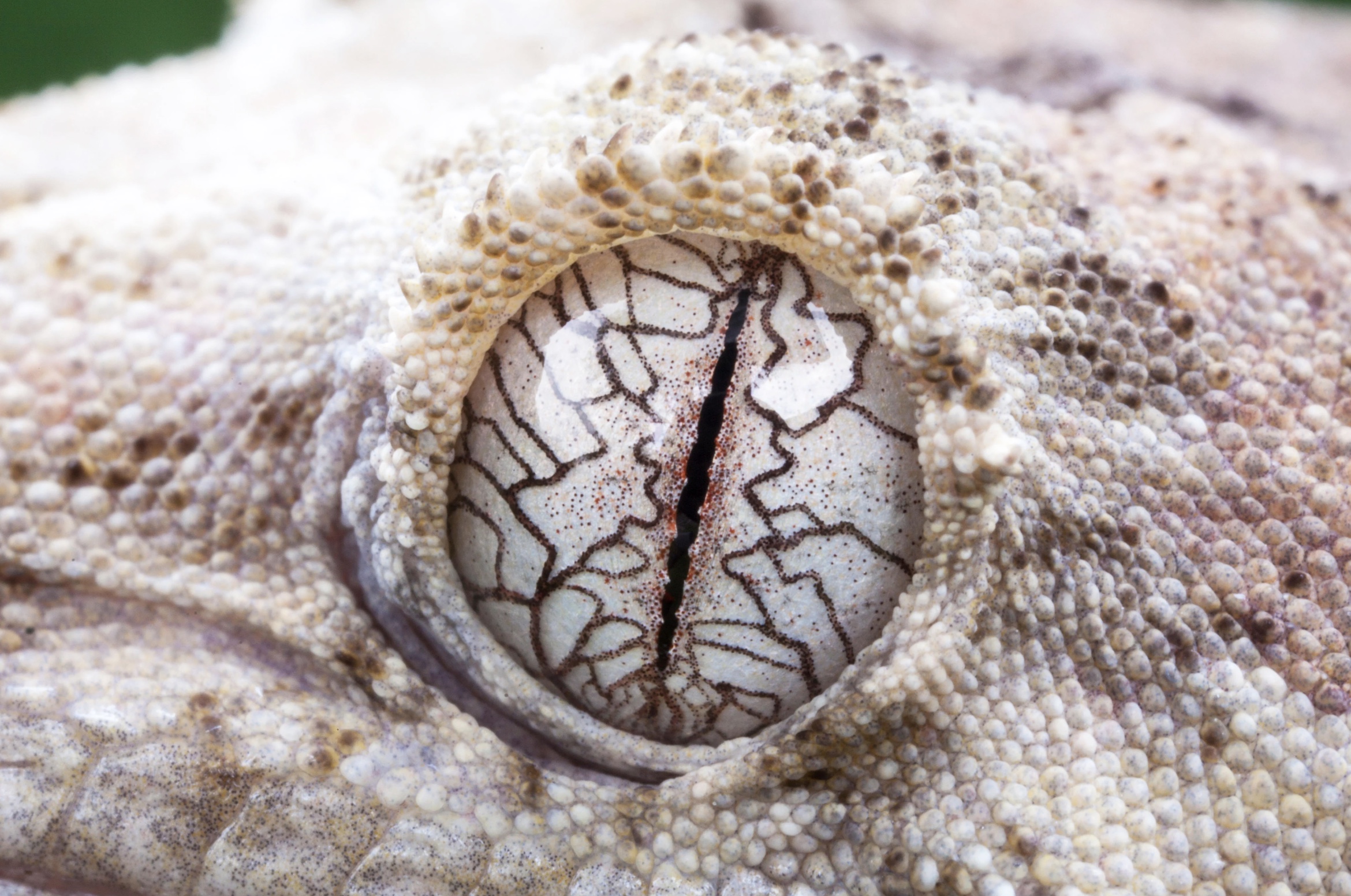 Close-Ups of the Animal Kingdom's Craziest Eyes | eBaum's World
