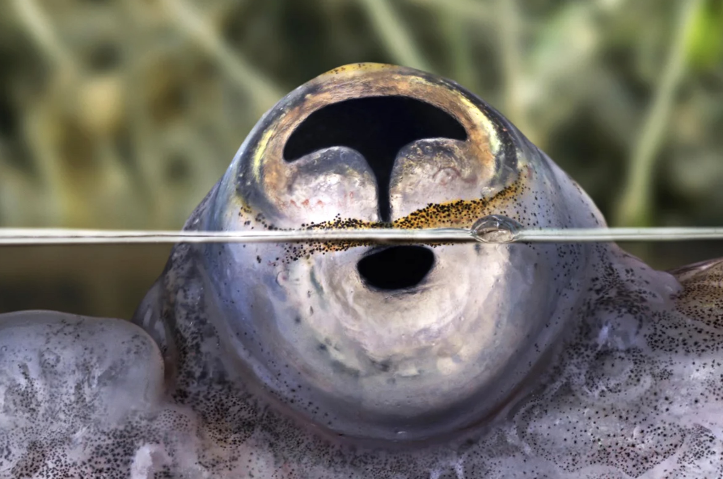 Close-Ups of the Animal Kingdom's Craziest Eyes | eBaum's World