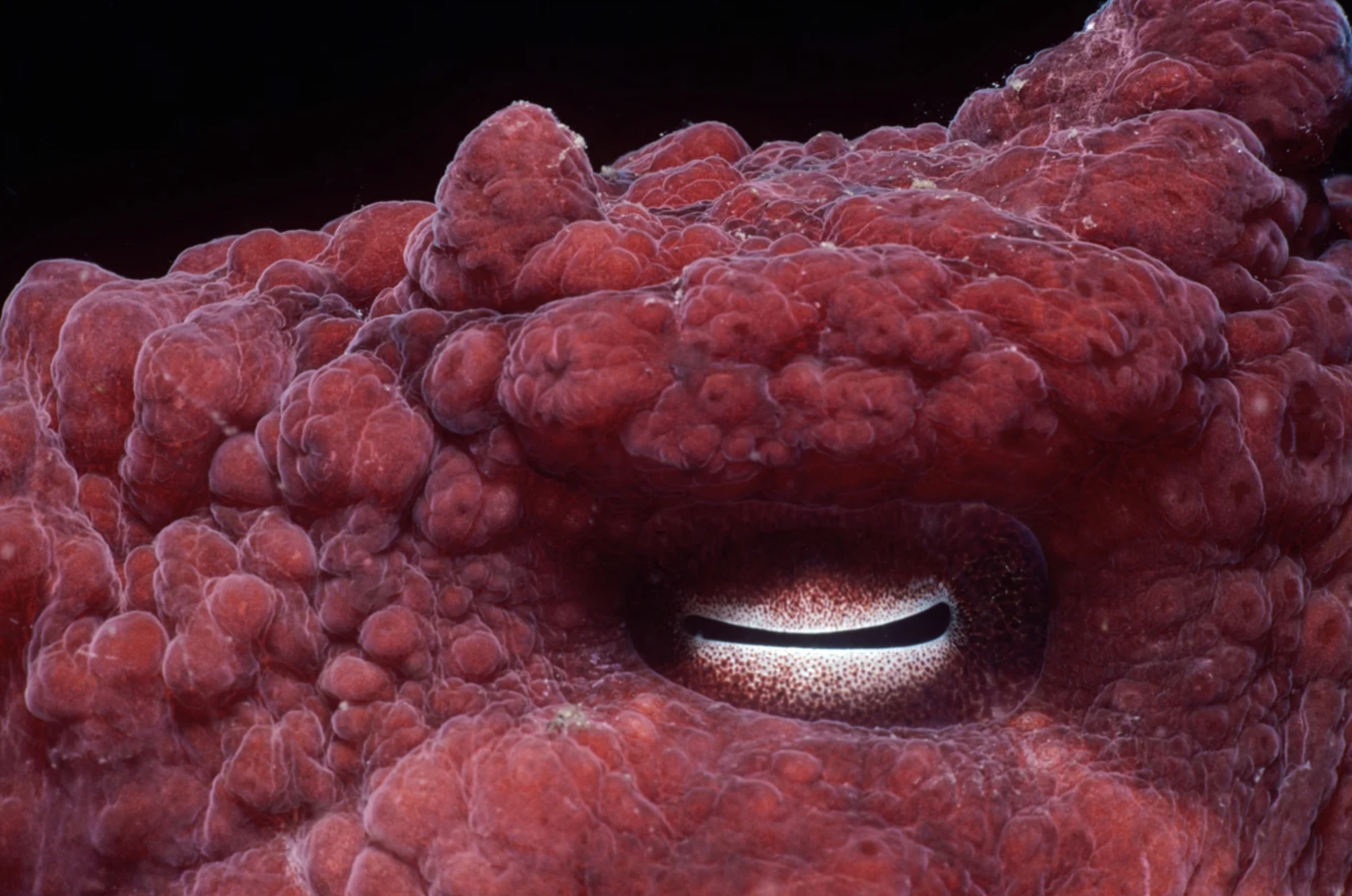 Close-Ups of the Animal Kingdom's Craziest Eyes | eBaum's World