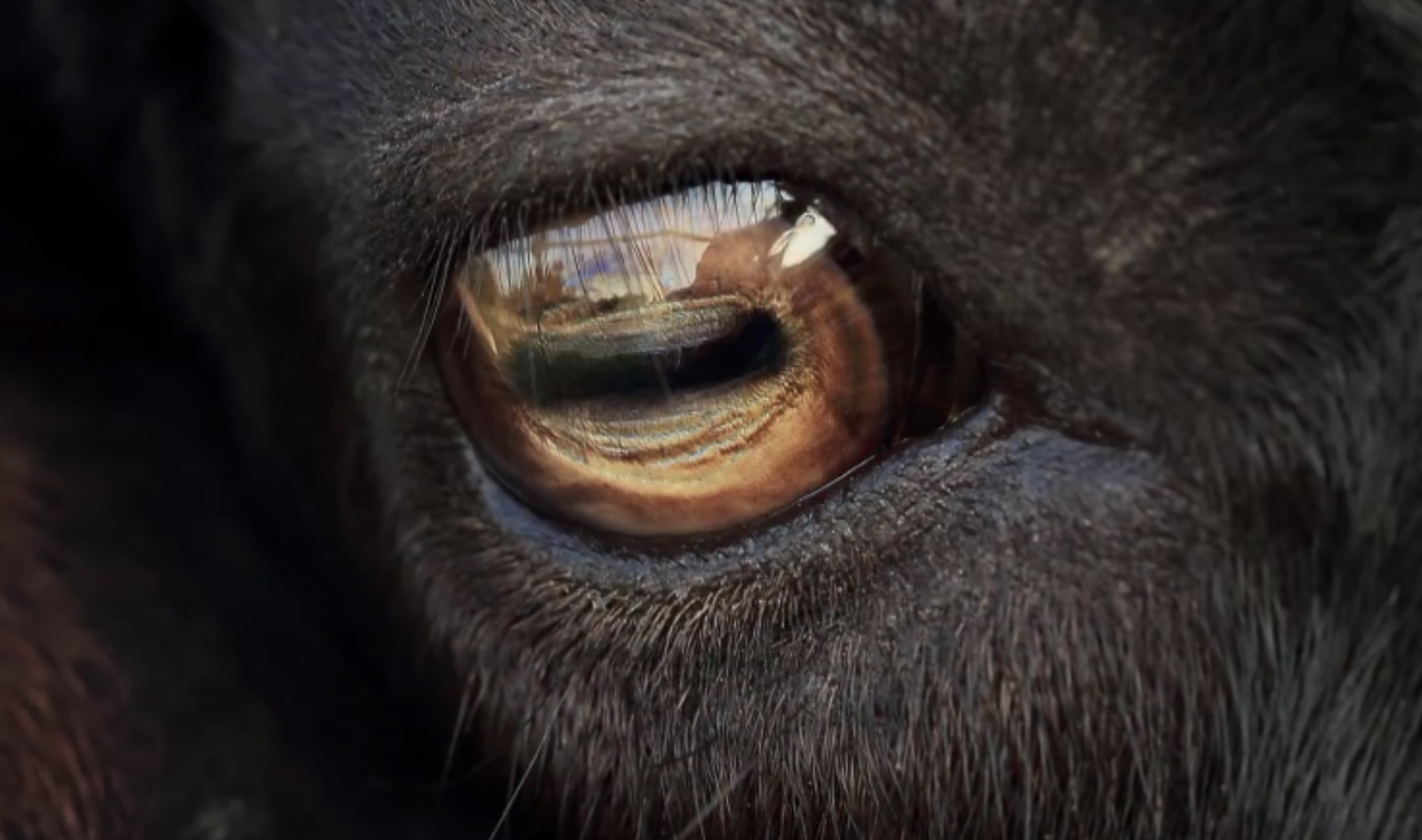 Close-Ups of the Animal Kingdom's Craziest Eyes | eBaum's World