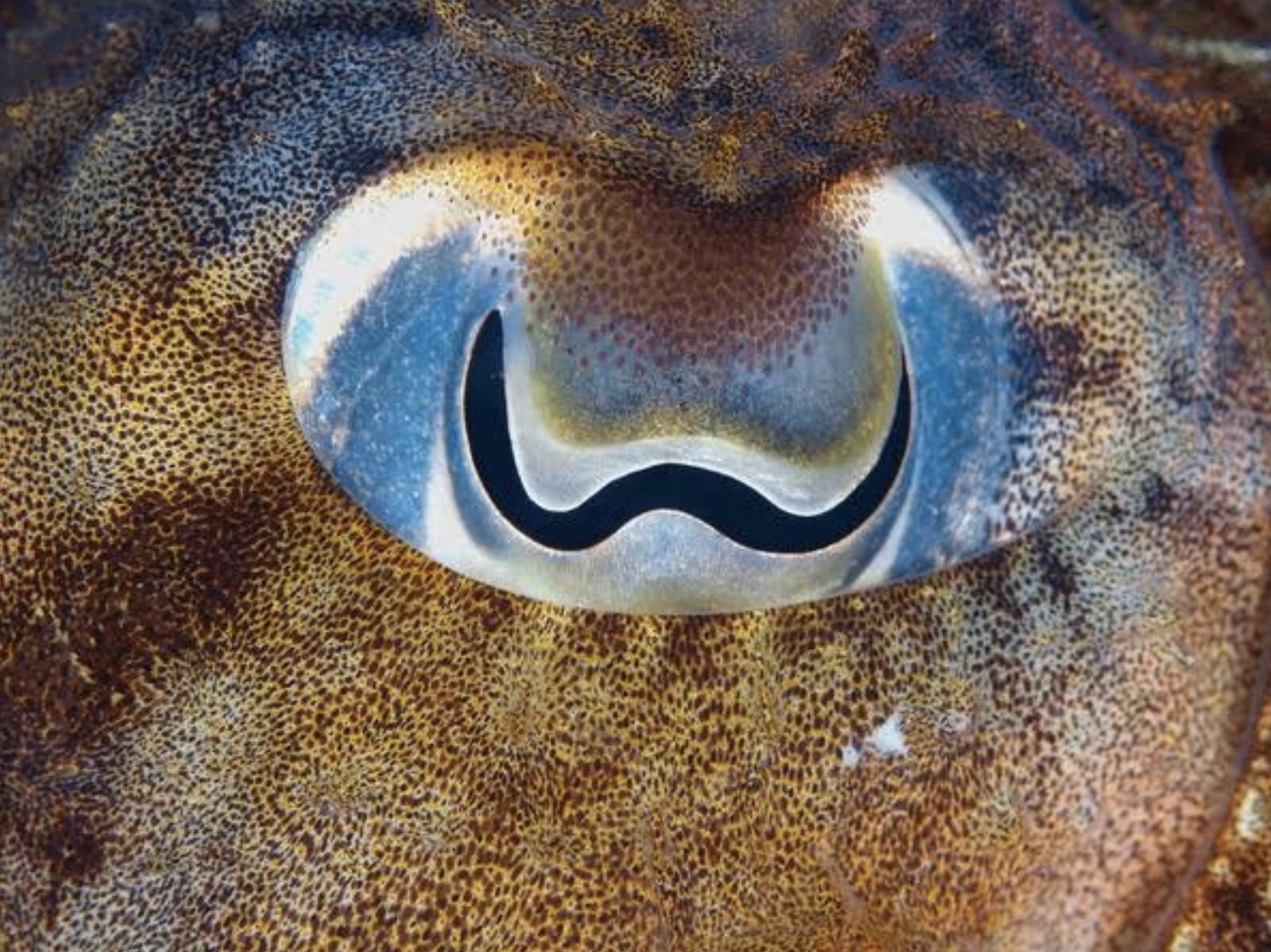 Close-Ups of the Animal Kingdom's Craziest Eyes | eBaum's World
