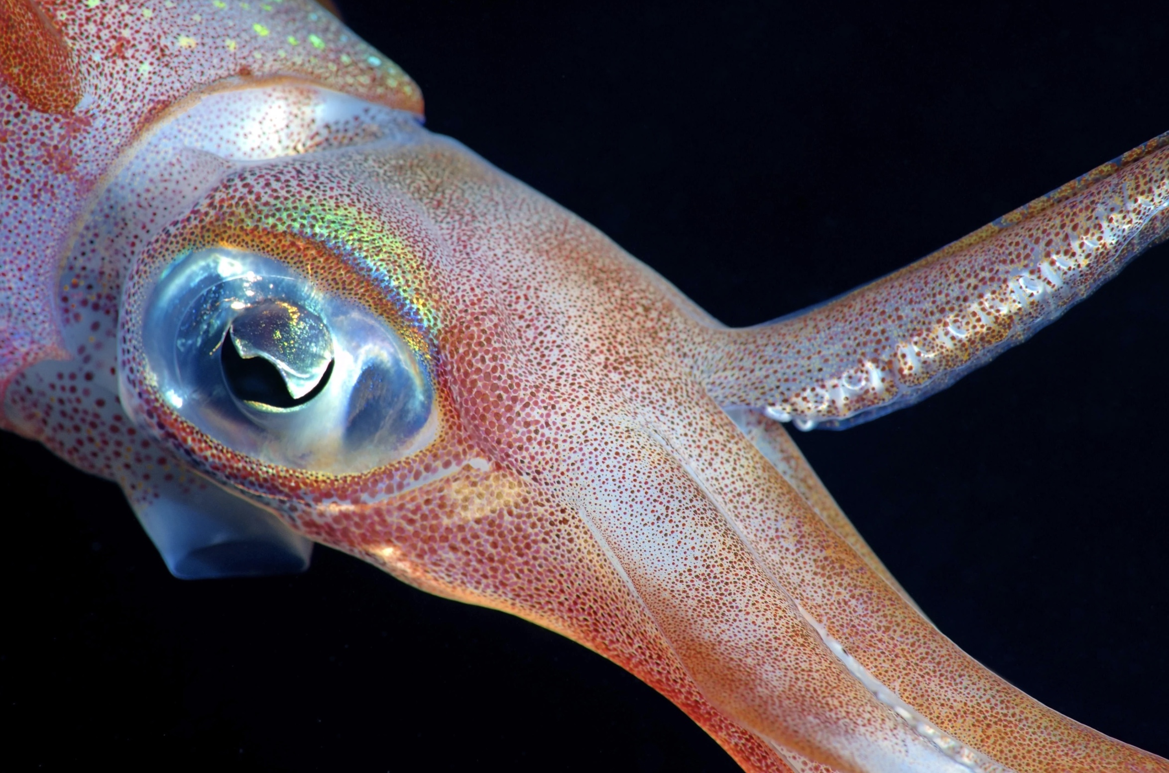 Close-Ups of the Animal Kingdom's Craziest Eyes | eBaum's World