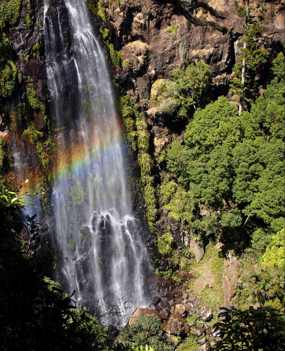 15 Photos Inside The World’s Old-Growth Forests | eBaum's World