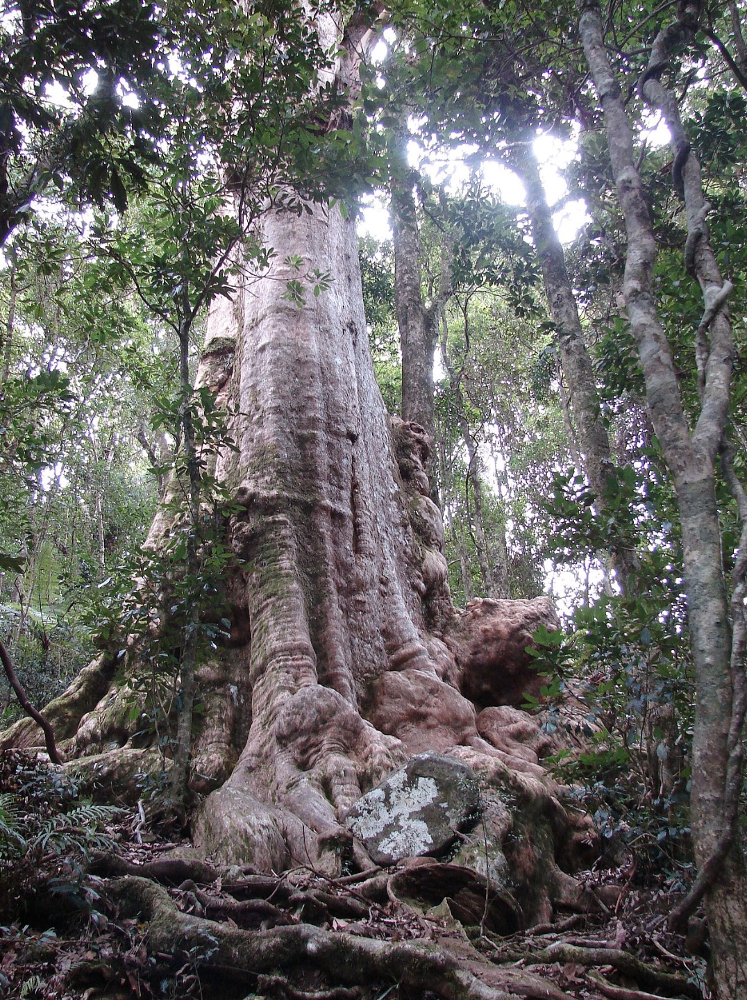 15 Photos Inside The World’s Old-Growth Forests | eBaum's World