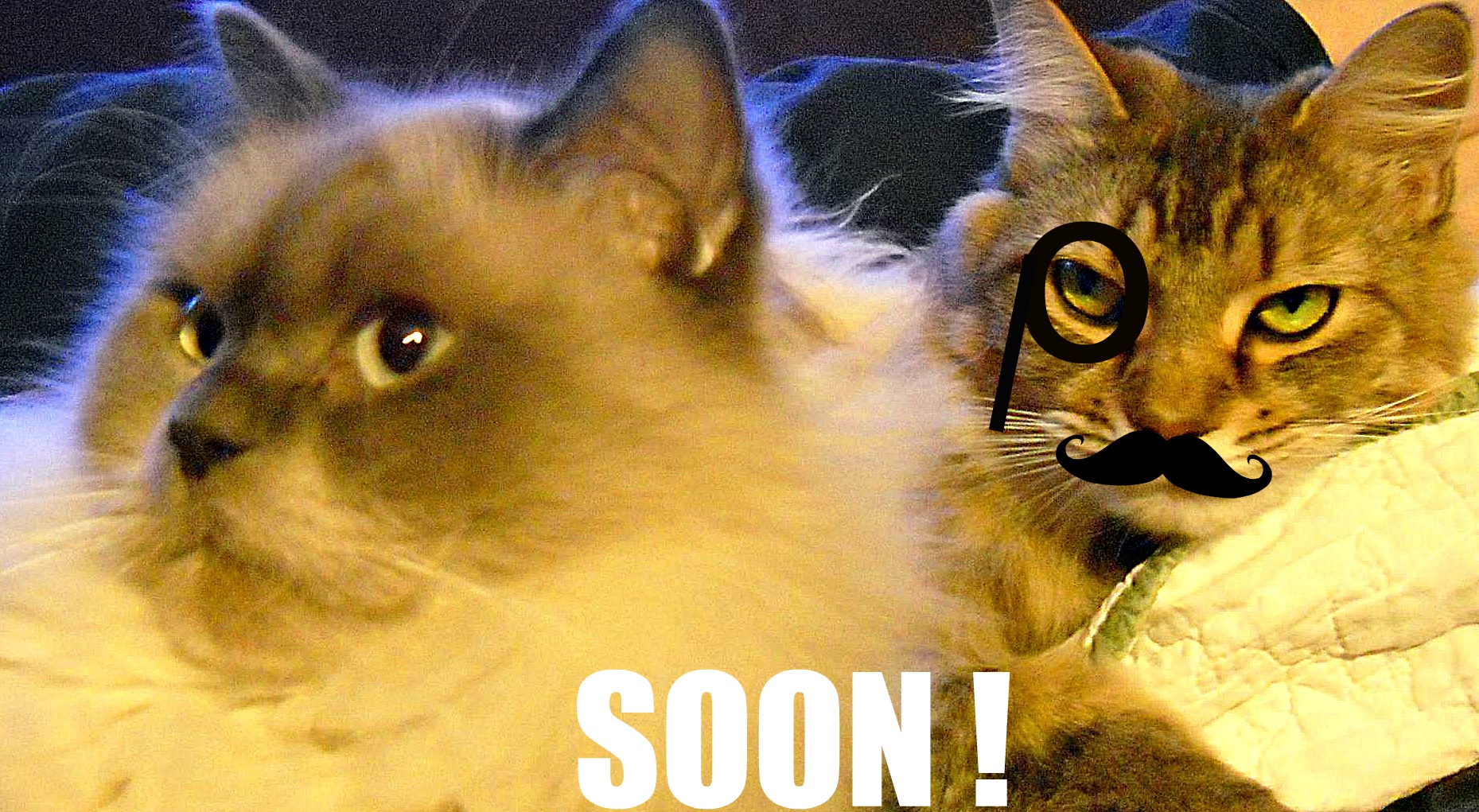 Damn Cat Picture EBaum s World Damn Cat Picture EBaum s World