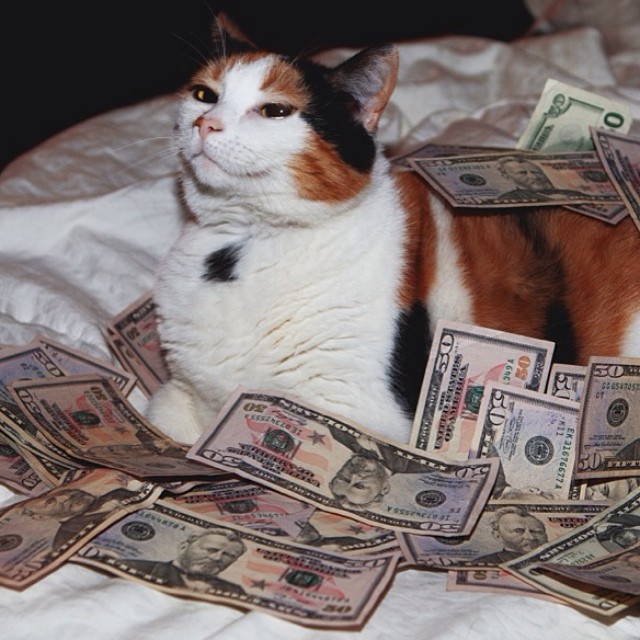 Gangsta Cats Gallery EBaum s World Gangsta Cats Gallery EBaum s World