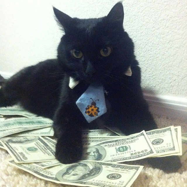 Gangsta Cats Gallery EBaum s World Gangsta Cats Gallery EBaum s World