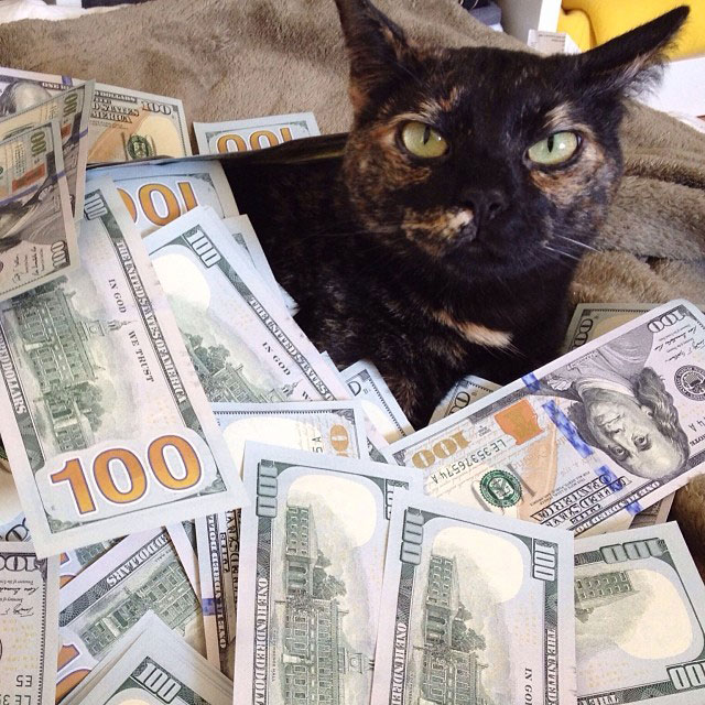Gangsta Cats Gallery EBaum s World Gangsta Cats Gallery EBaum s World