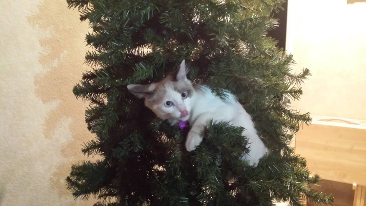 Cats Who DGAF About Your Christmas Tree - Gallery | eBaum's World