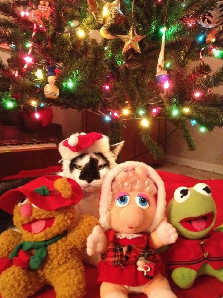 Cats Who DGAF About Your Christmas Tree - Gallery | eBaum's World