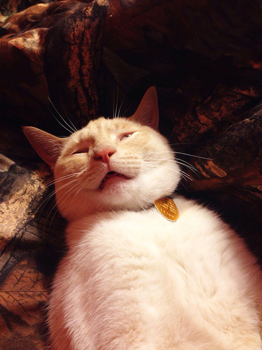 20 funny Kitteh pics - Gallery | eBaum's World