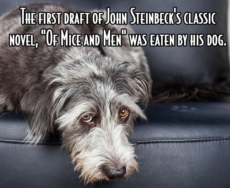 21 Fun And Funny Facts Wow Gallery EBaum s World