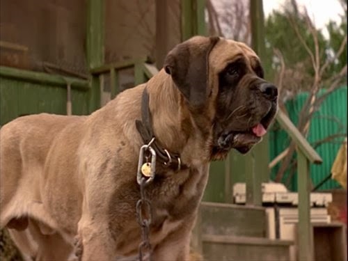 The Beast From Sandlot Will Eat Your New Converse - Gallery | eBaum's World