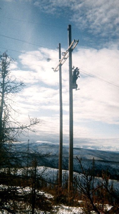 Powerline Moose - Picture | eBaum's World