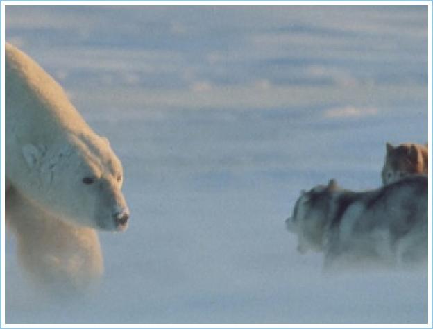 Polar bear plays with Huskies - Gallery | eBaum's World