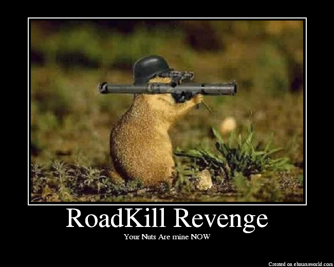 Road Kill Gallery EBaum s World
