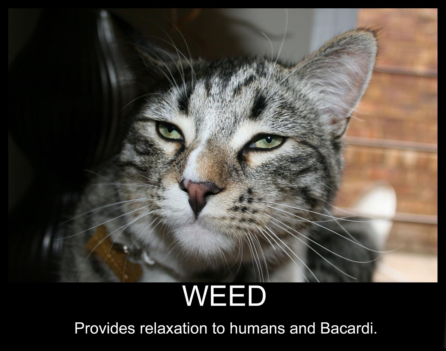 Cat Smoking Weed