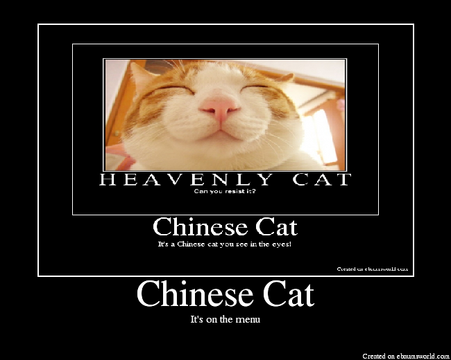 Chinese Cat - Picture | eBaum's World